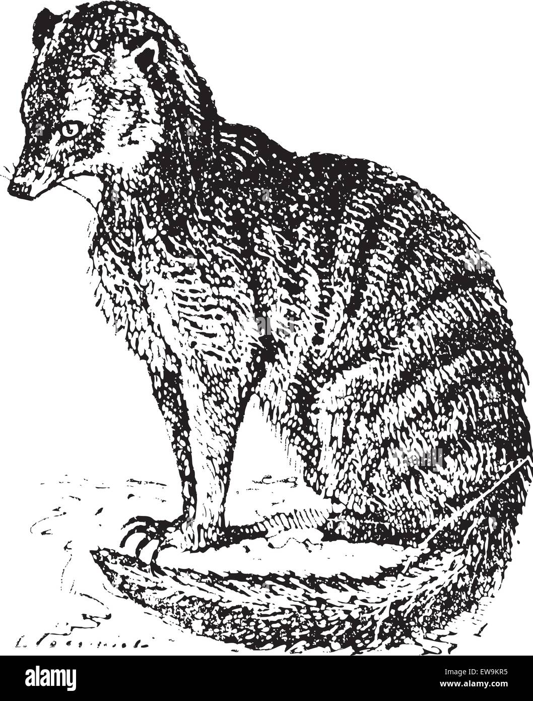 Suricata suricatta art Stock Vector Images - Alamy