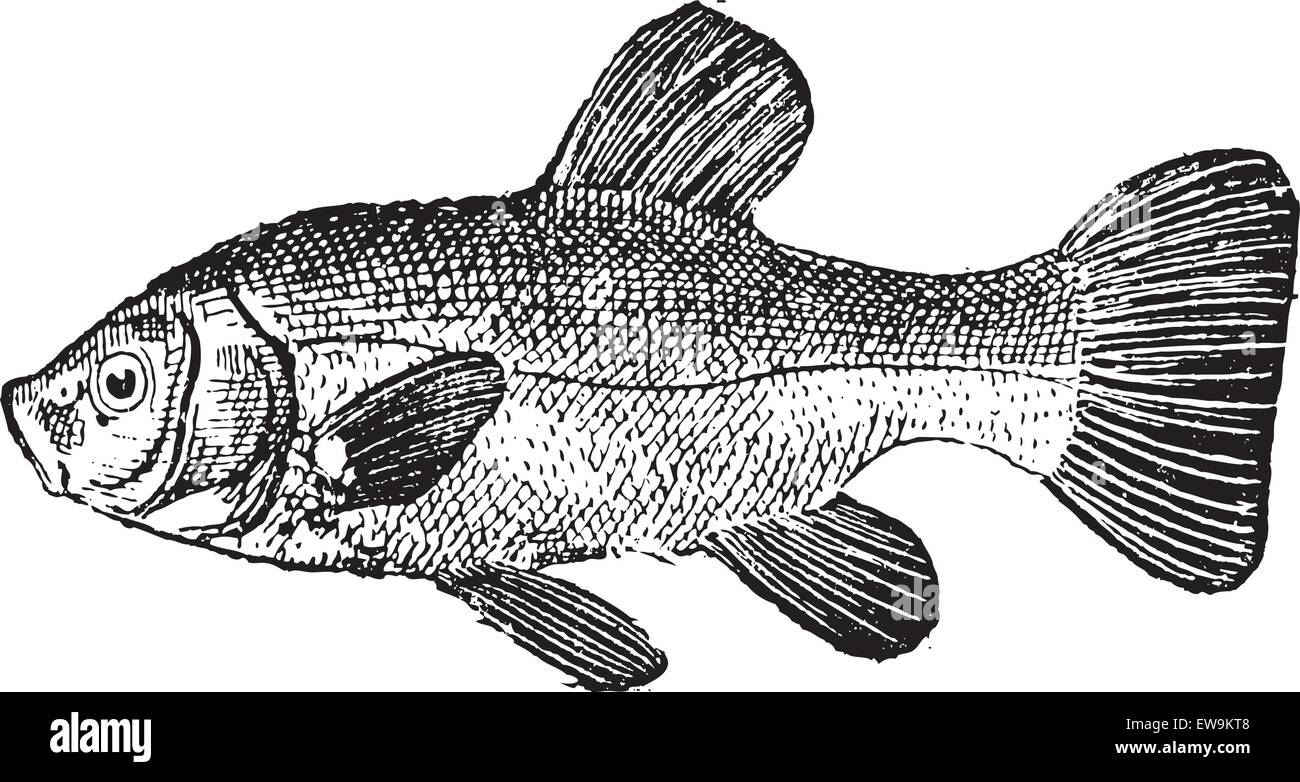 Carp fish illustration drawing engraving hi-res stock photography and ...