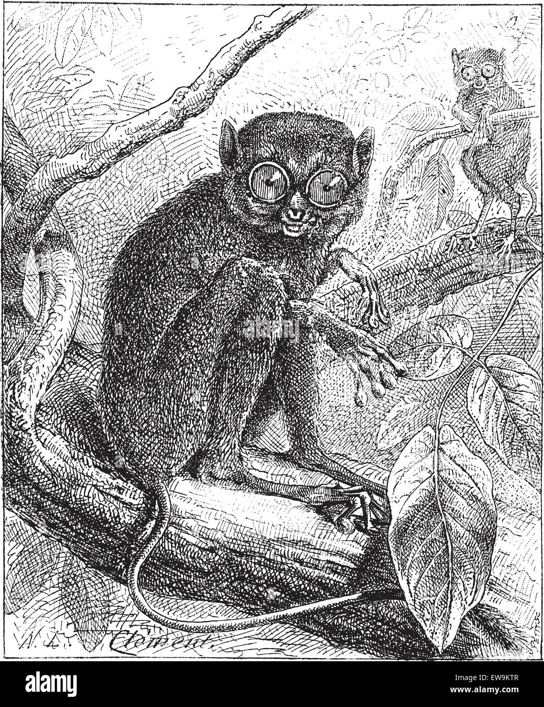 Old engraved illustration of two Tarsiers on the tree branch ...