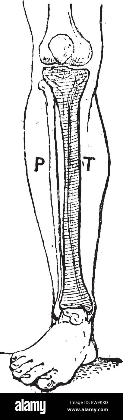 Tibia drawing hi-res stock photography and images - Alamy