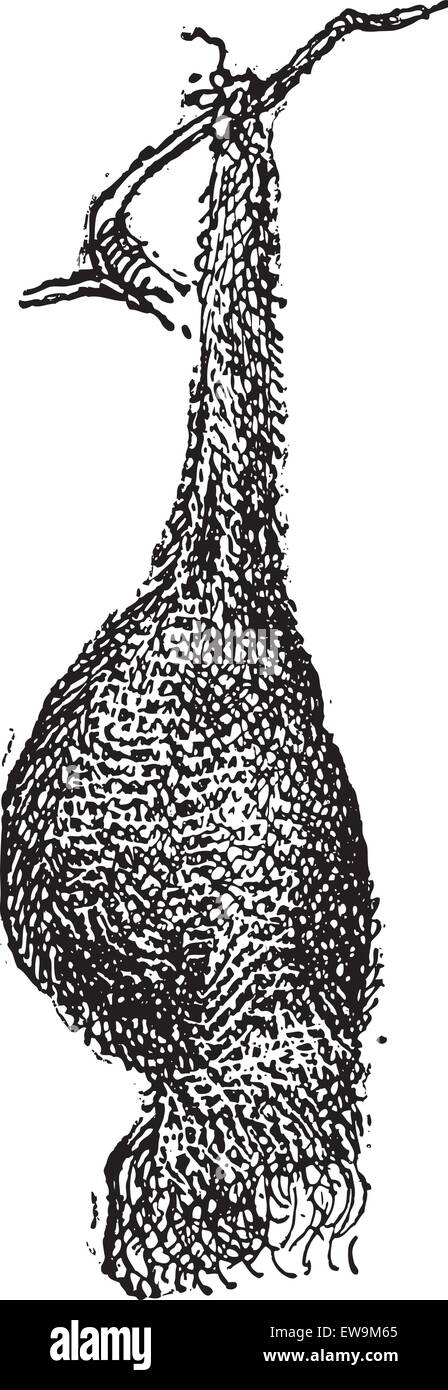 Weaver bird nest drawing hi-res stock photography and images - Alamy