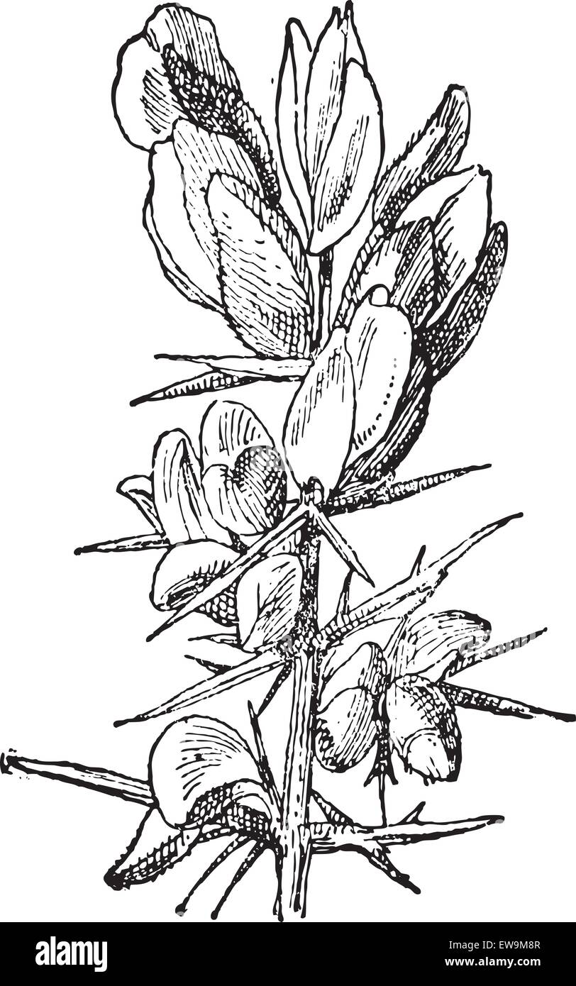 Drawing of gorse Stock Vector Images - Alamy