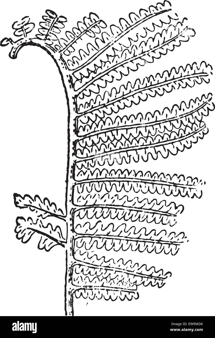 Gleichenia Cut Out Stock Images & Pictures - Alamy