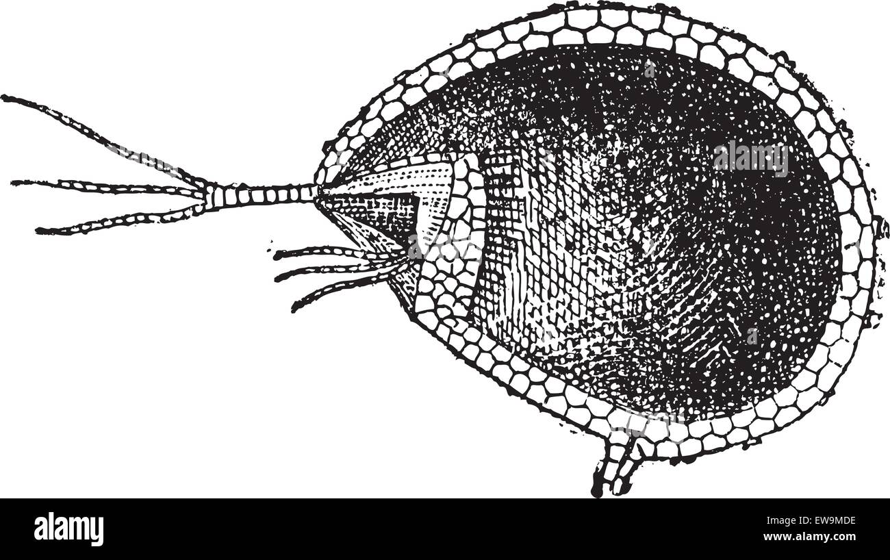 Utricularia trap Stock Vector Images - Alamy