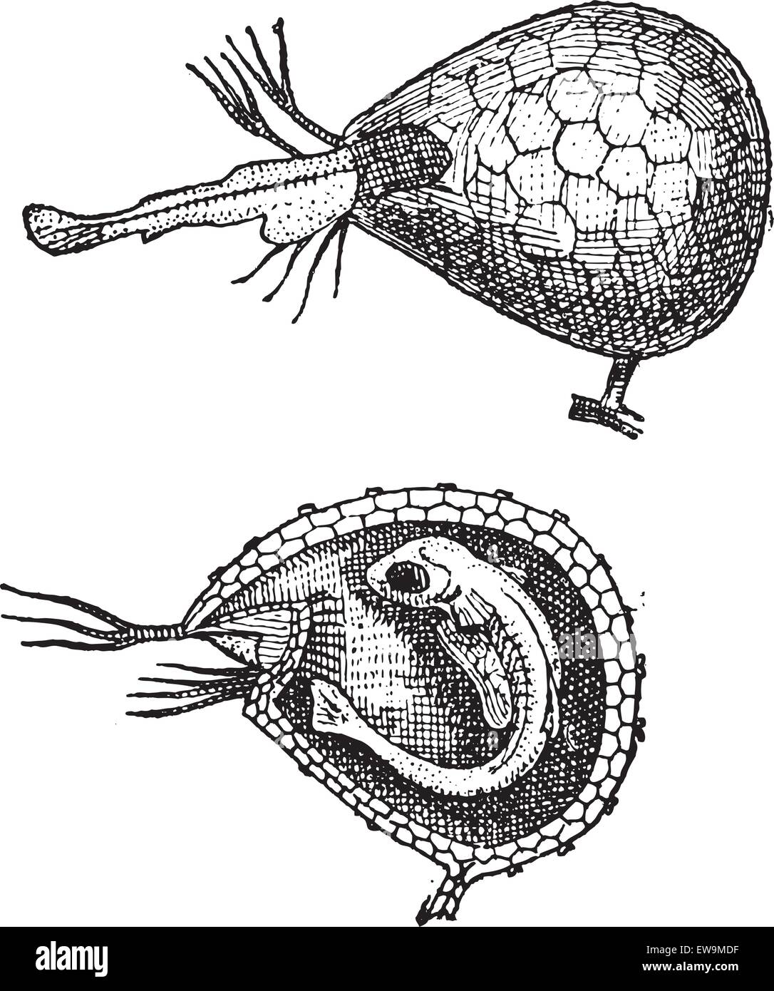 Utricularia or bladderworts, a. utricle taking a fish. b. cutting ...