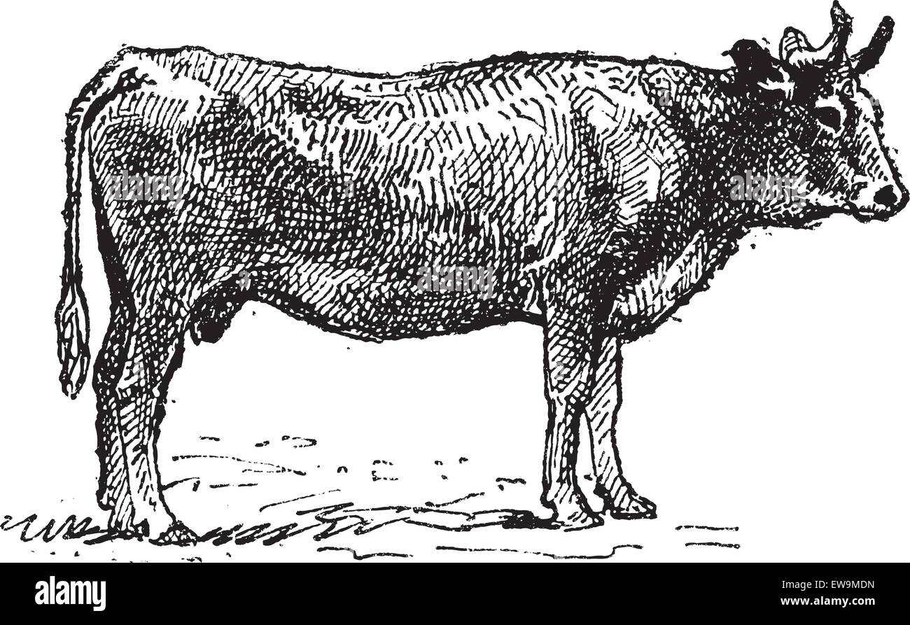 Parthenais, a french cattle breed, vintage engraved illustration ...
