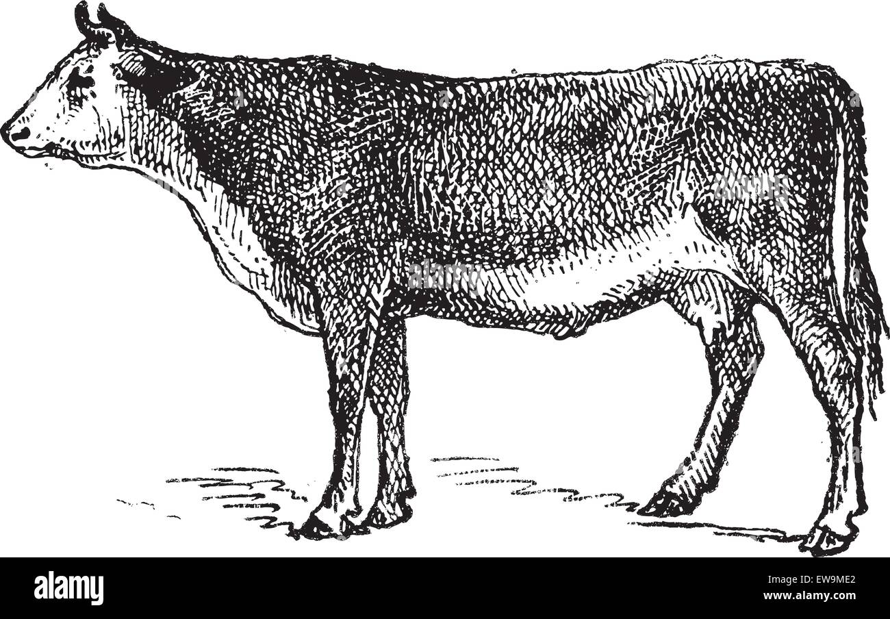 Vosges cattle breed, vintage engraved illustration. Dictionary of words ...