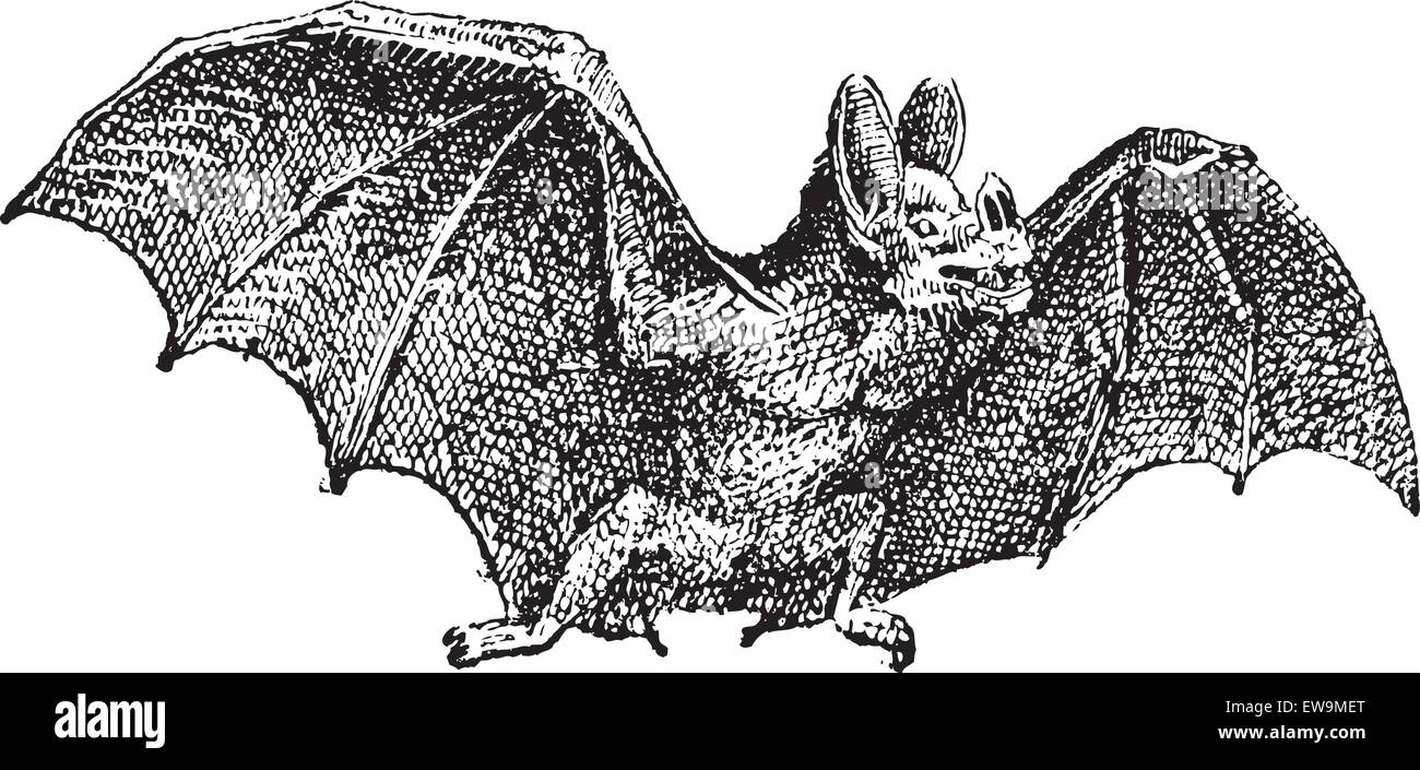 Vampire (phyllostoma spectrum), vintage engraved illustration ...