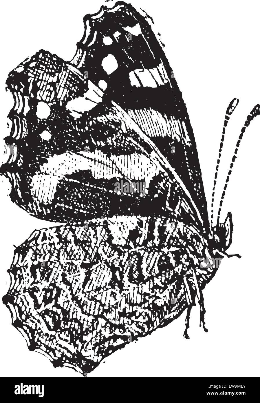 Red Admiral Butterfly Tattoo