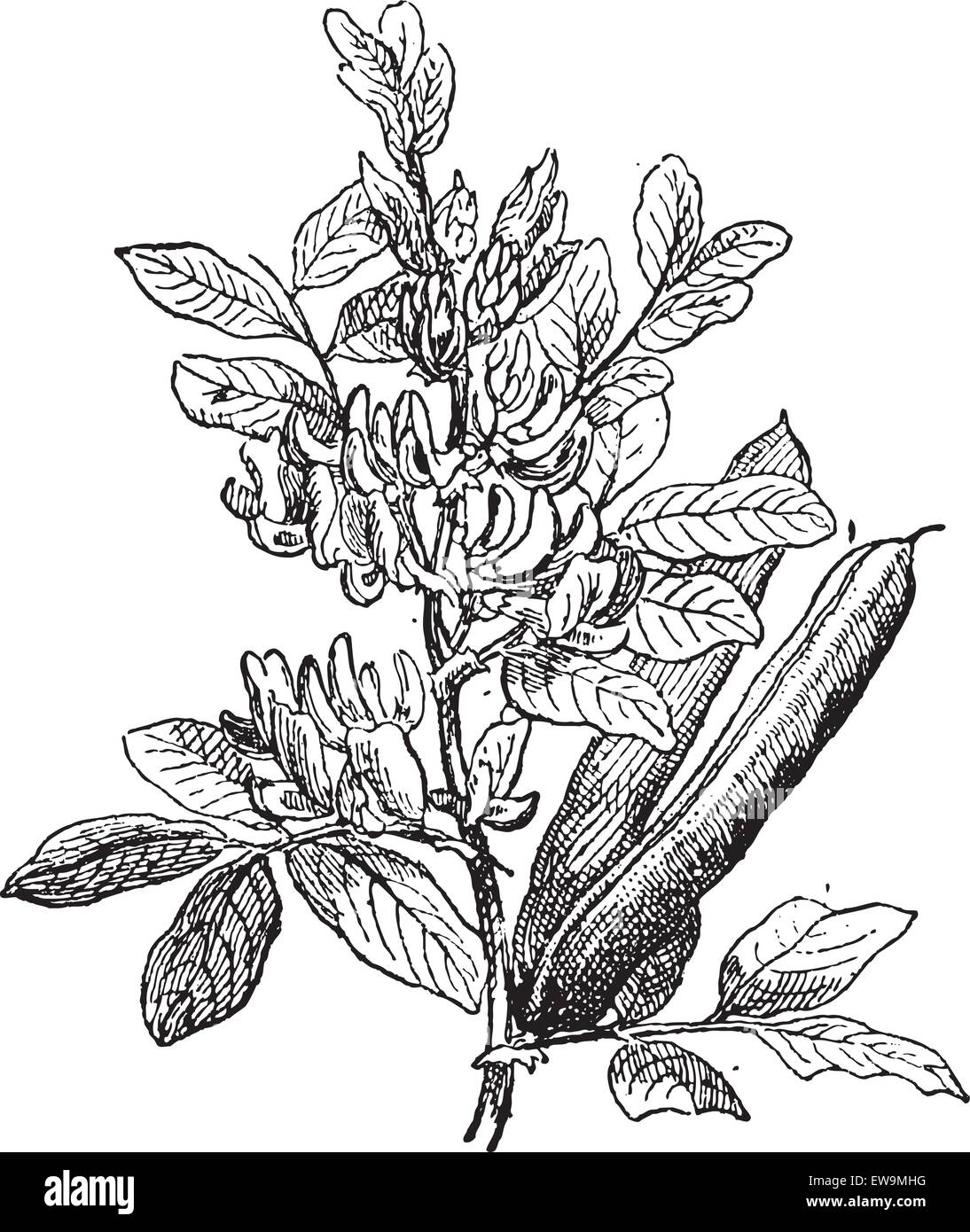 Broad horse field bean Stock Vector Images - Alamy