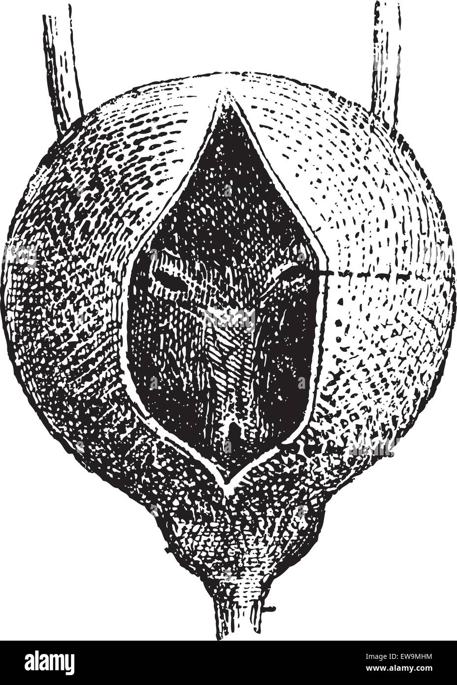 Human Urinary Bladder, showing (a) Ureter, (b) Urethral Opening, (c ...
