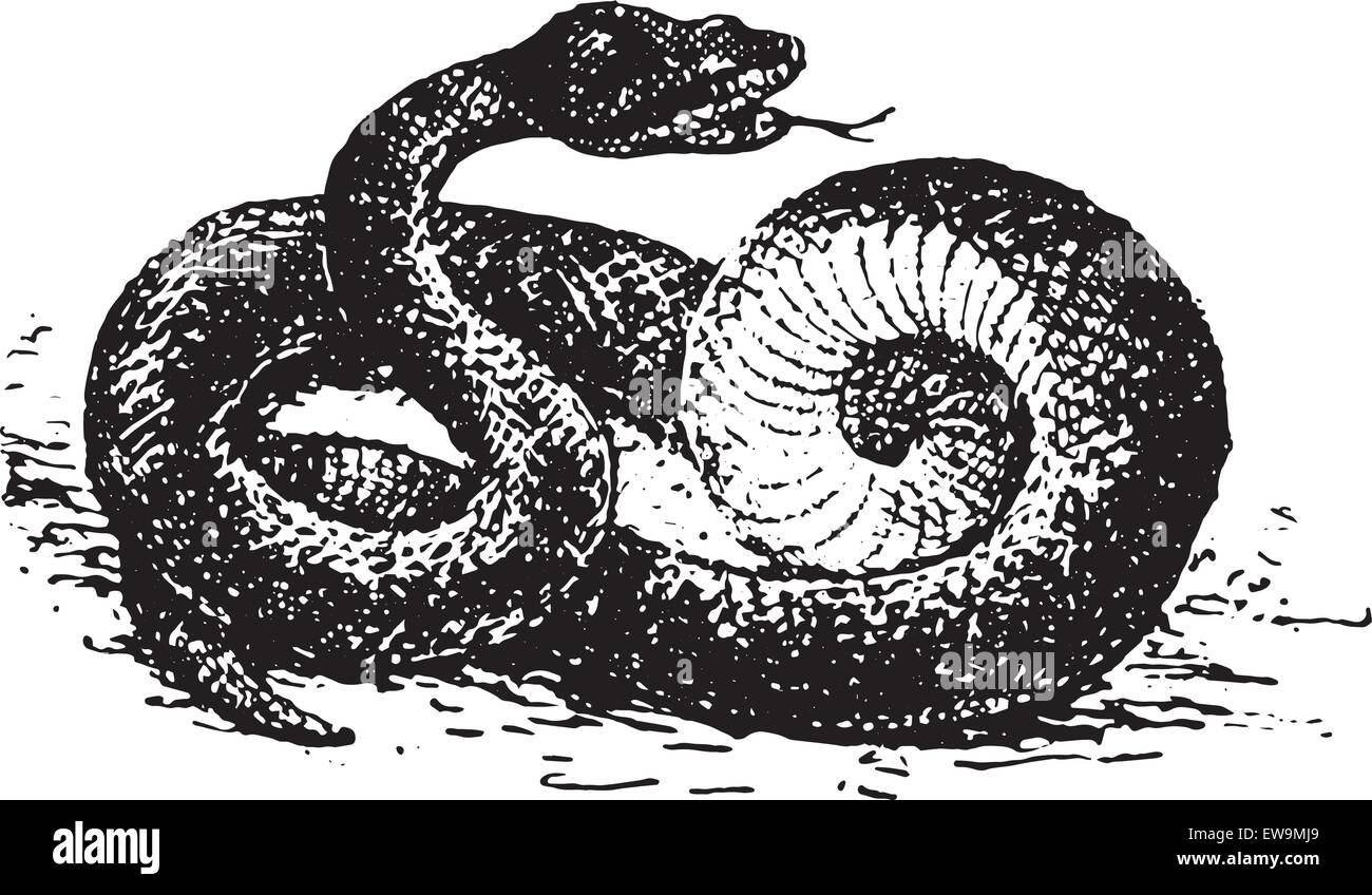 Vipera aspis aspis Stock Vector Images - Alamy