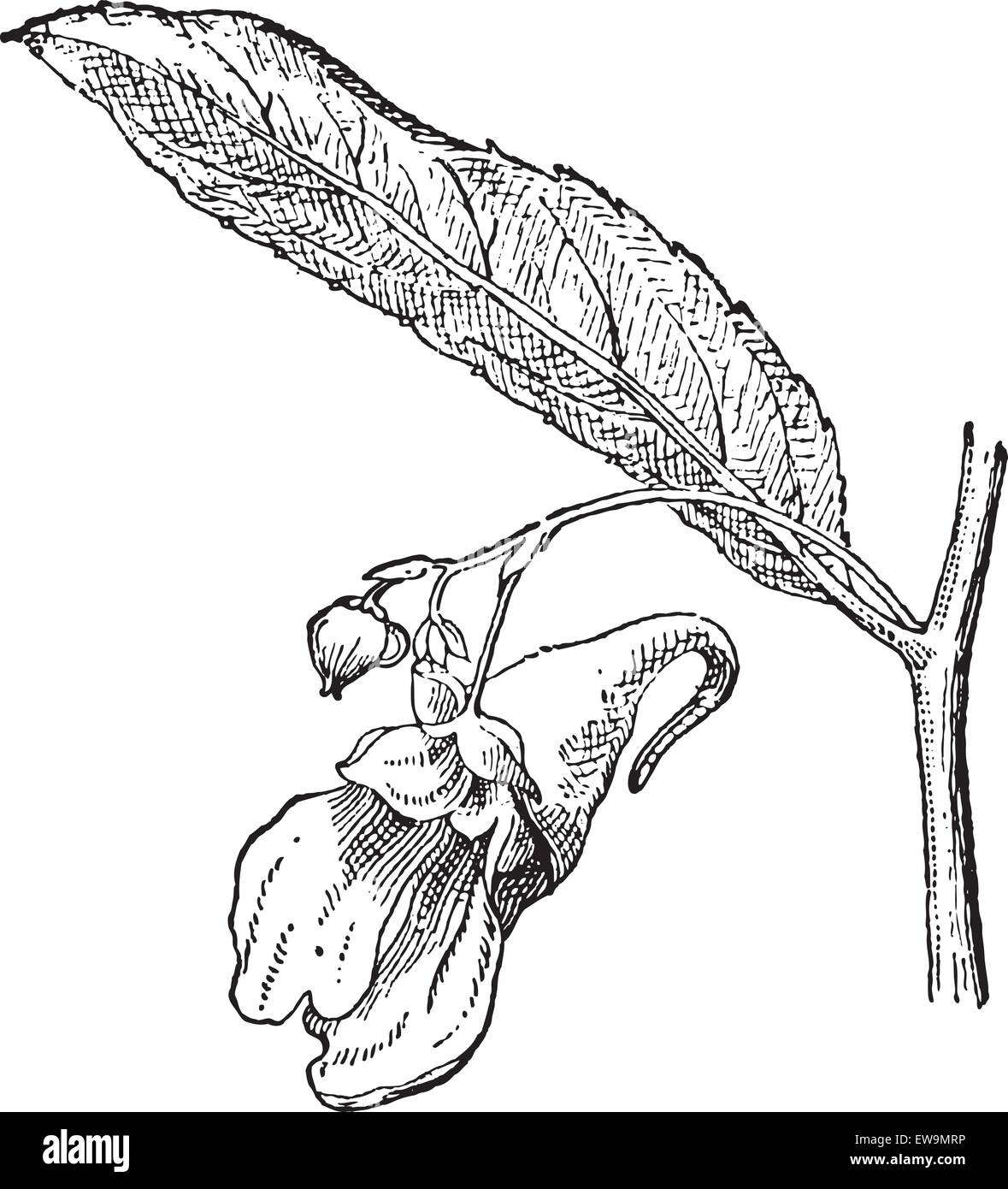 Impatiens Flower Drawing