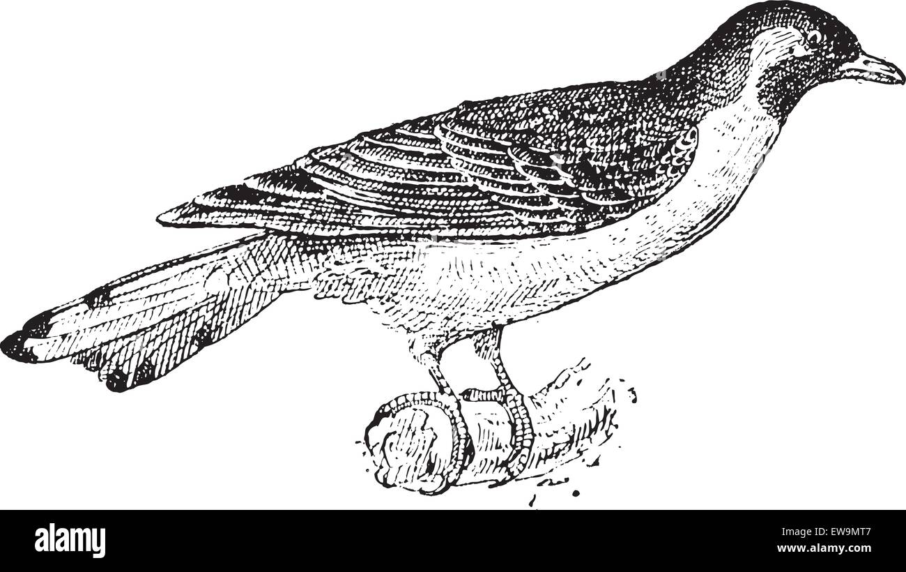 Indicator indicator bird Stock Vector Images - Alamy