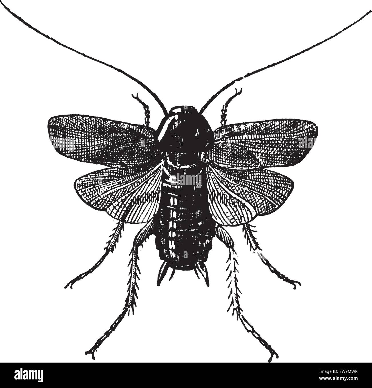 Fig 83. Cockroach, vintage engraved illustration. Cockroach isolated on ...