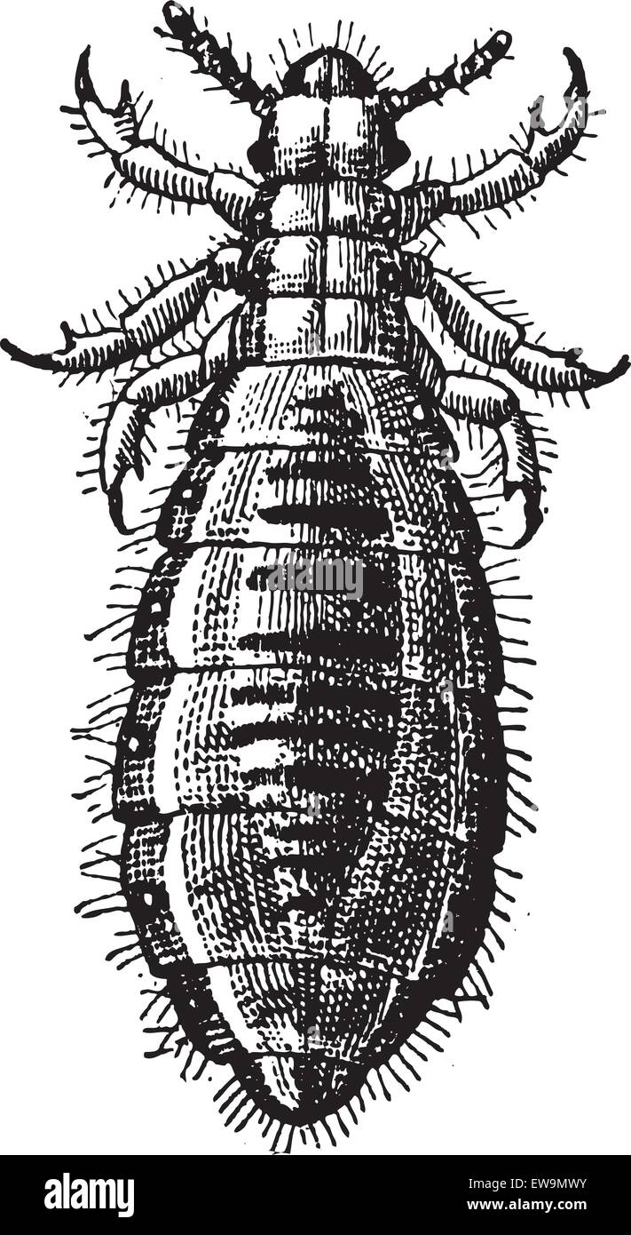 Diptera Stock Vector Images - Alamy