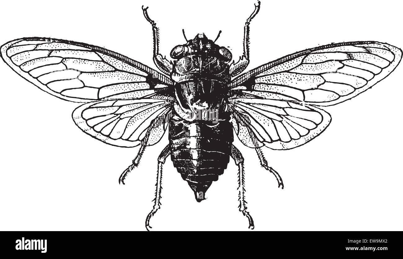 Fig 14. Cicada, vintage engraved illustration. Cicada isolated on white ...