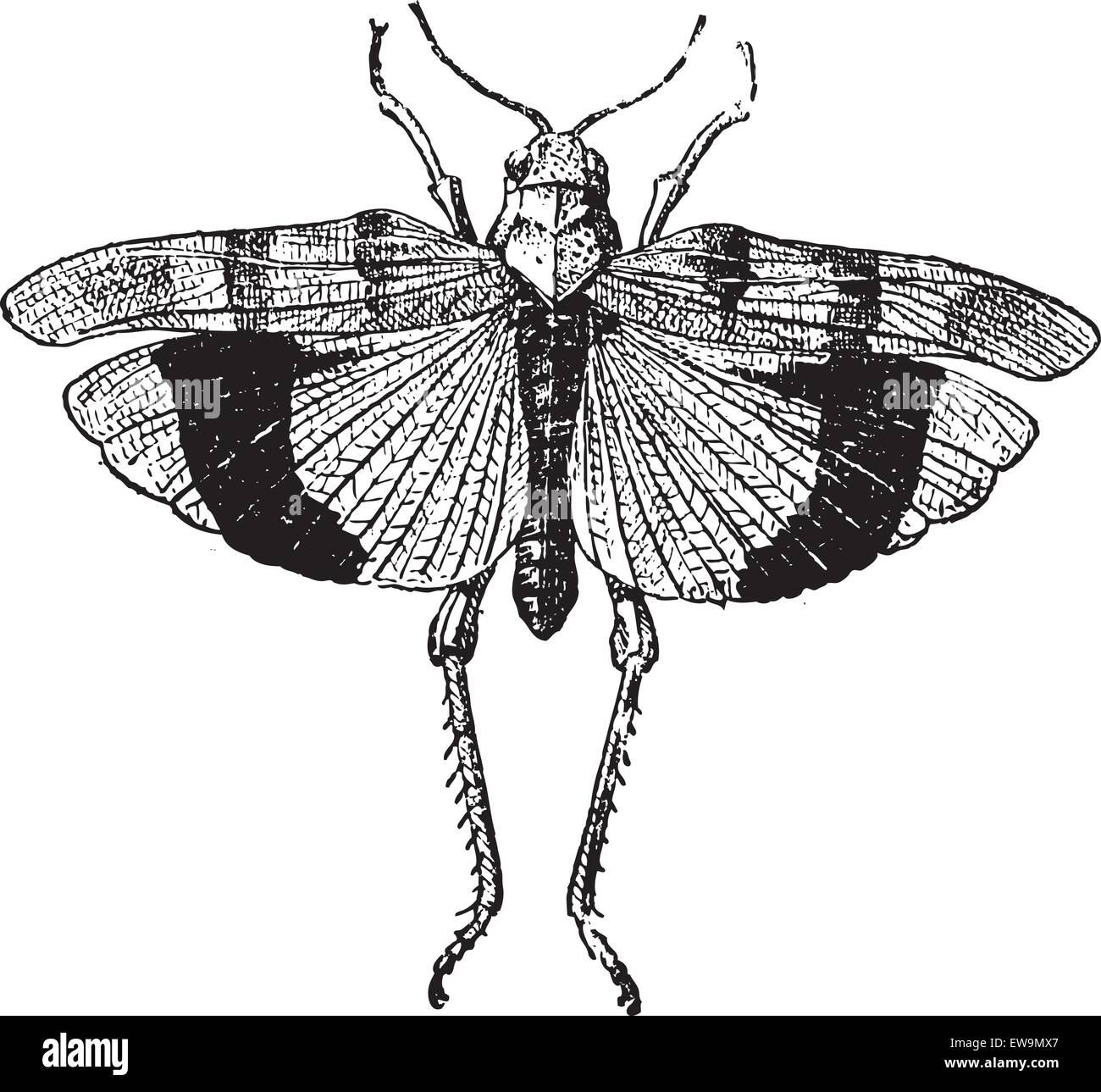 Fig 9. Acrid. Coleopteres, vintage engraved illustration. Dictionary of ...