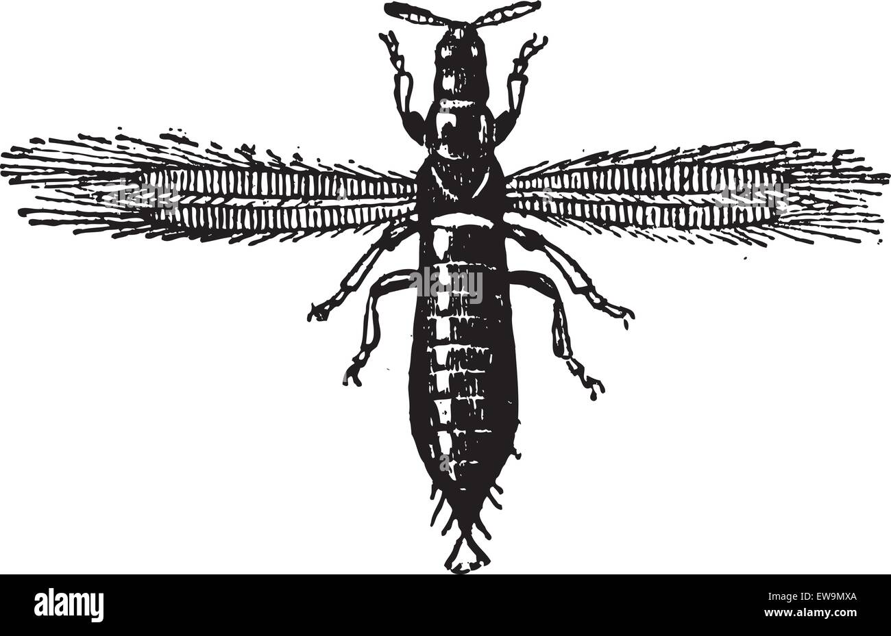 Thysanoptera hi-res stock photography and images - Alamy