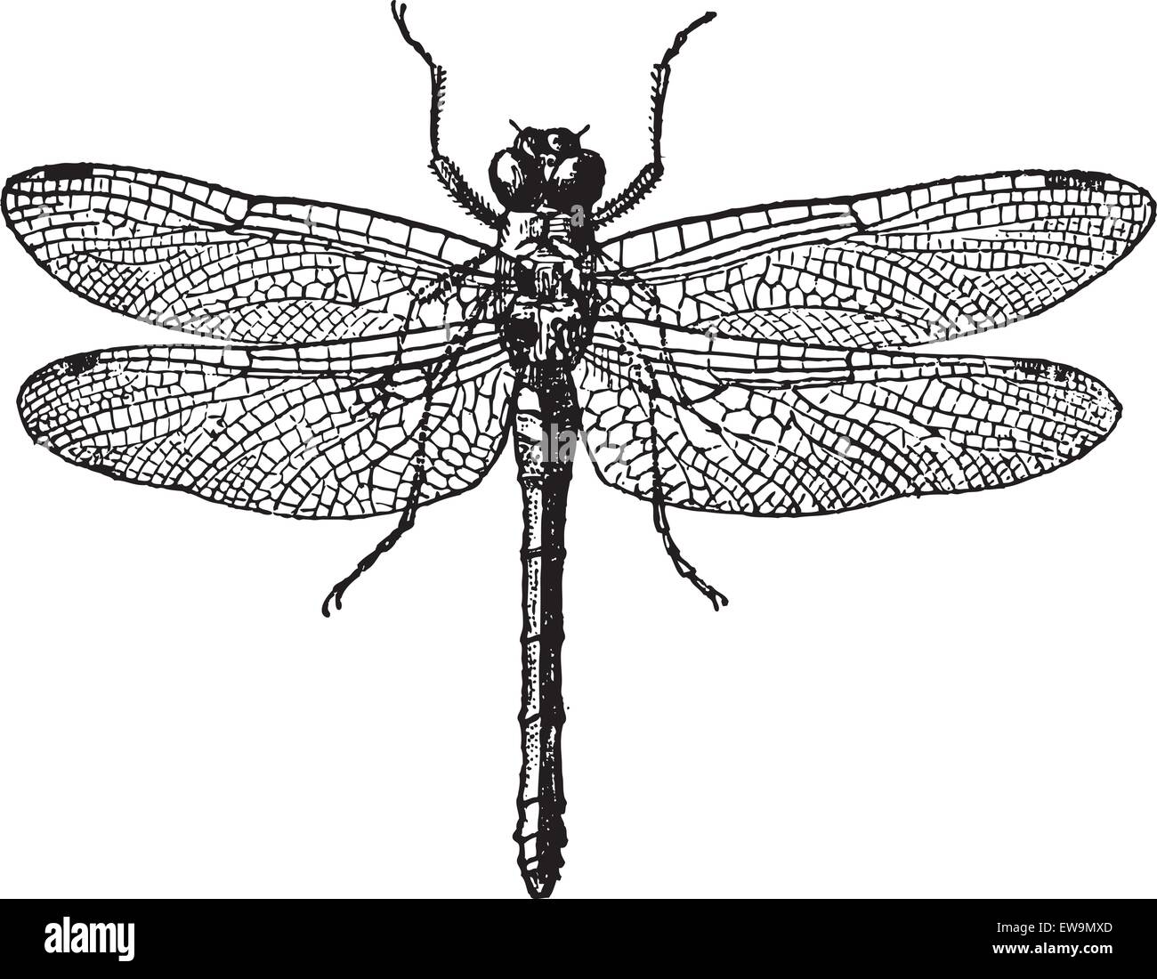 Dragonfly dragonflies odonata anisoptera Stock Vector Images - Alamy