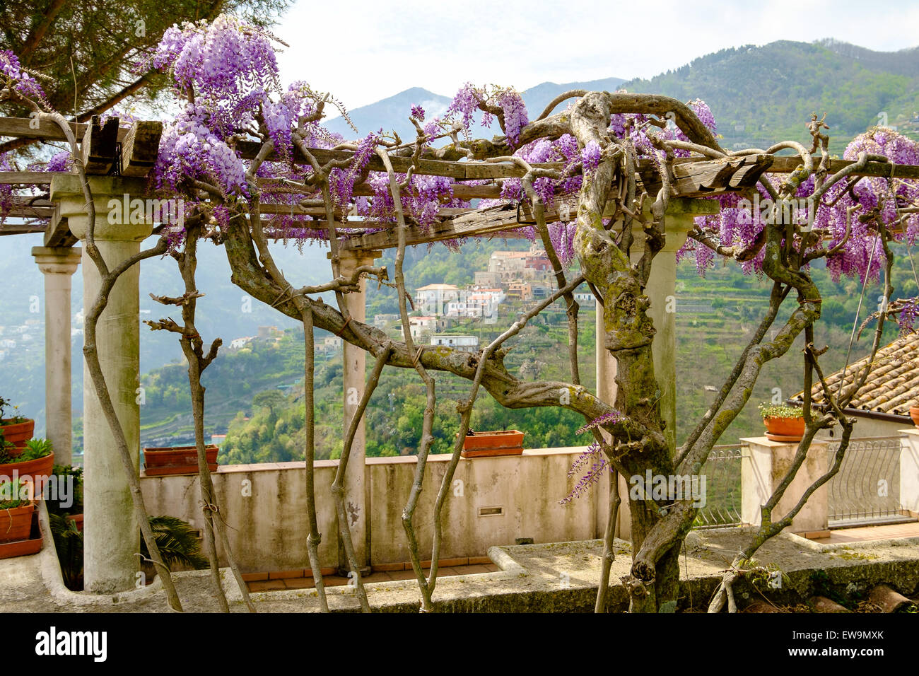 Lavender in the gardens at Villa Eva, Ravello, Italy Stock Photo - Alamy
