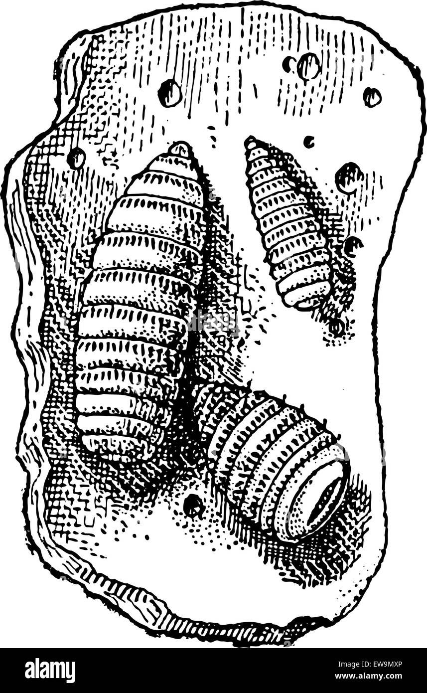 Botfly or Oestridae, showing larvae on a piece of stomach tissue ...