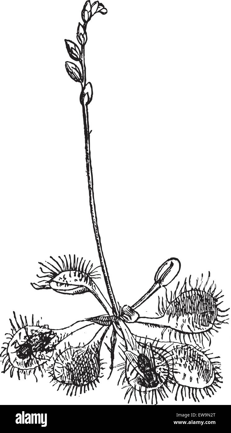 Sundew illustration Stock Vector Images - Alamy