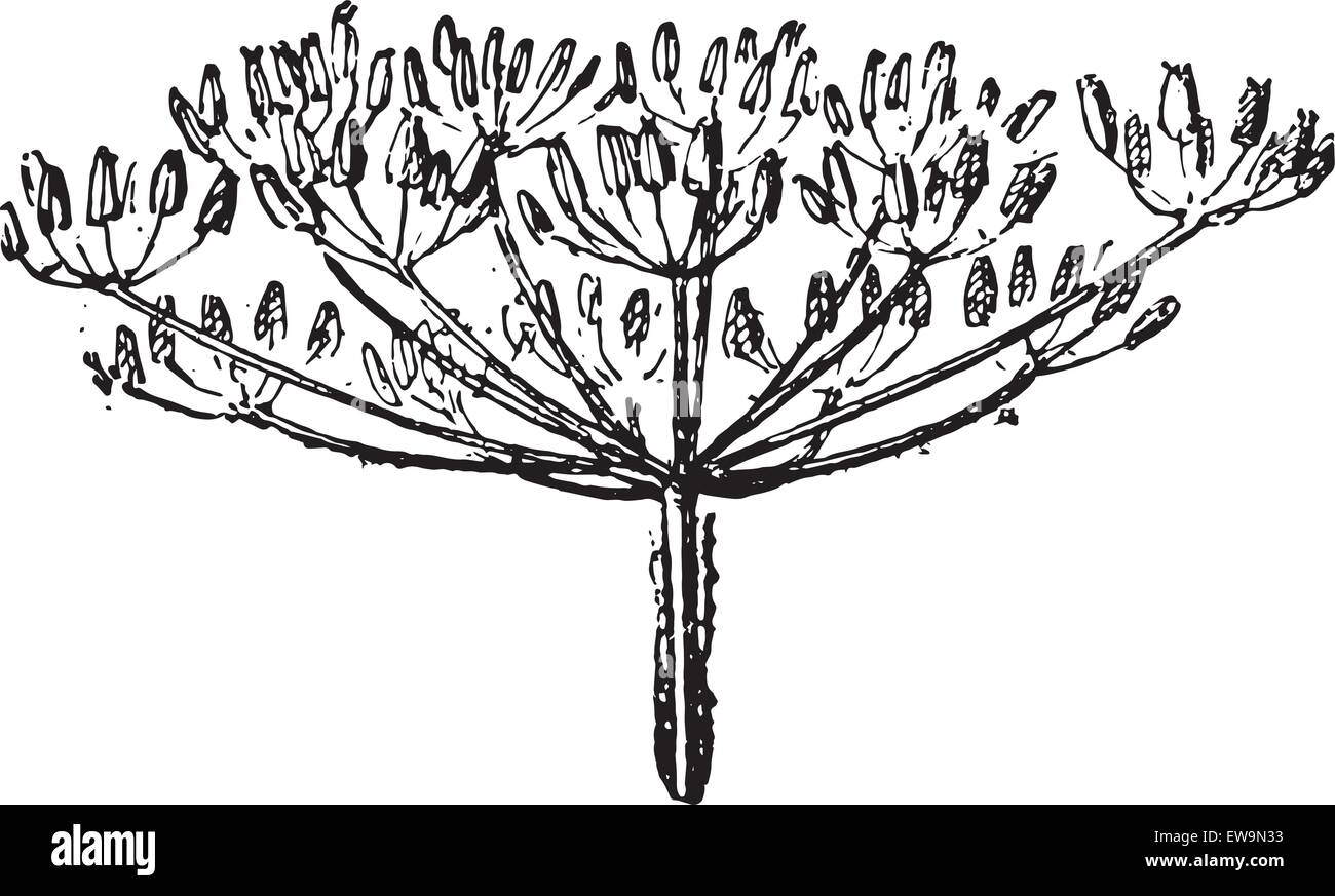 Blossom umbel Stock Vector Images - Alamy