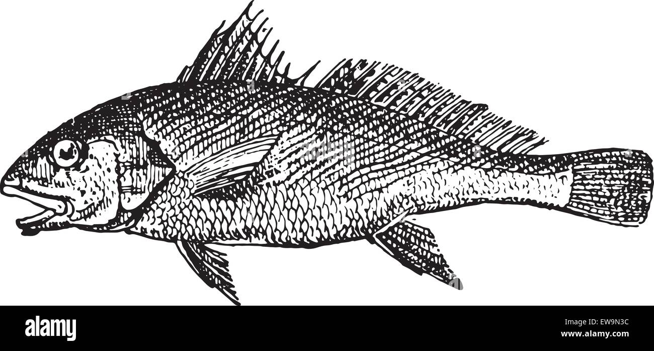 Black croaker Stock Vector Images - Alamy