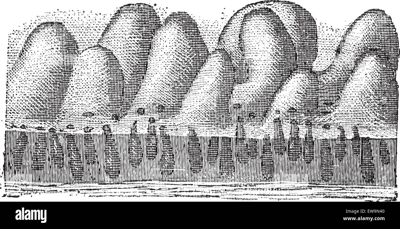 Fig. 5. Intestinal crypt or Glands of Lieberkuhn or intestinal gland ...