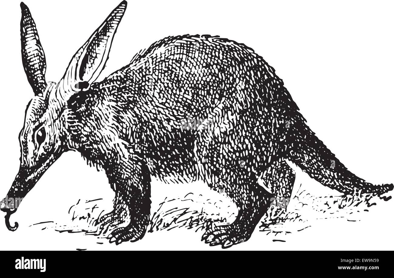 Aardvark or African antbear or anteater or Cape anteater, vintage ...