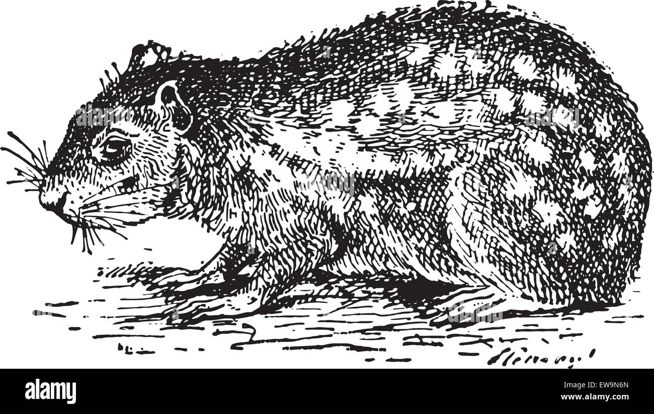 Paca rodent hi-res stock photography and images - Alamy