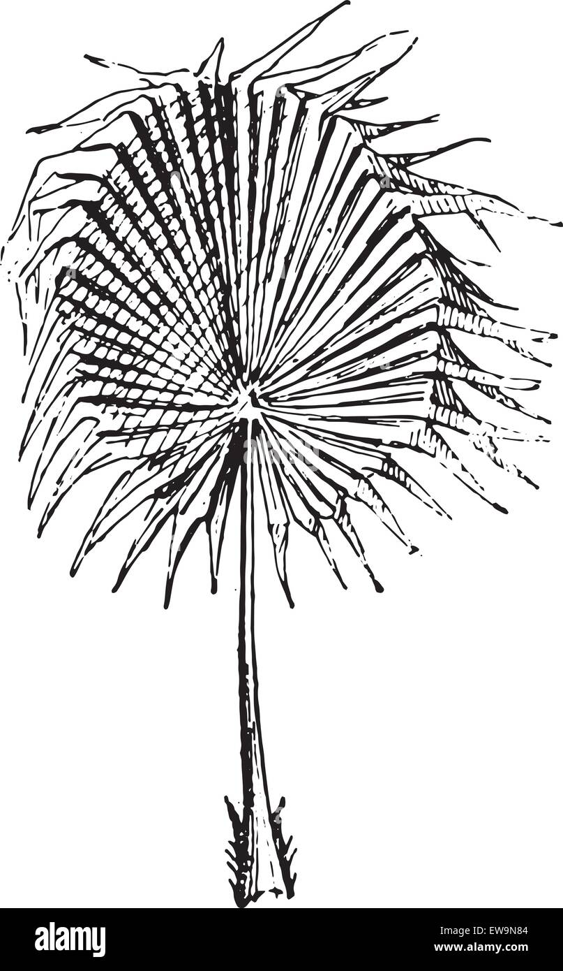 Palm Leaf, vintage engraved illustration. Dictionary of words and ...
