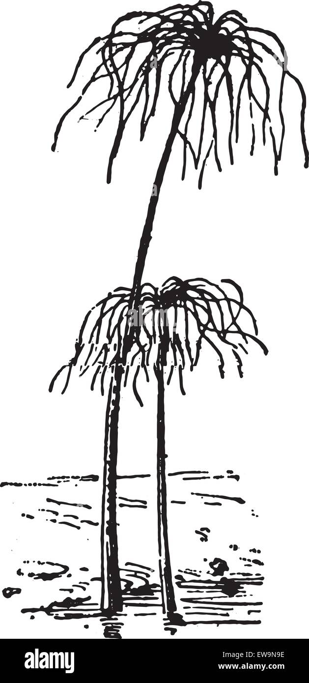 Papyrus Plant or Cyperus papyrus, vintage engraved illustration ...