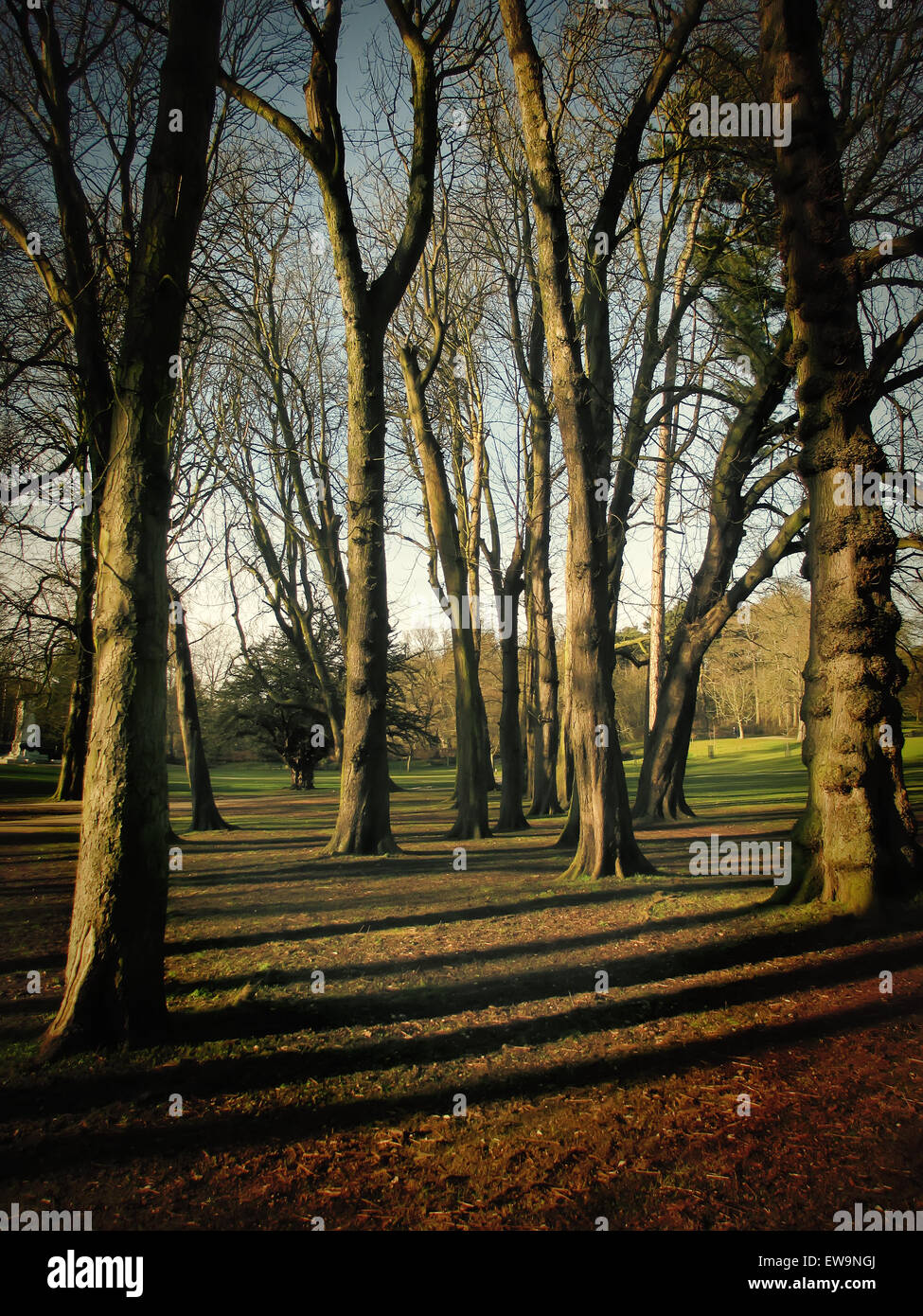 Tree trunks and their dark shadows in a forest in winter Stock Photo ...