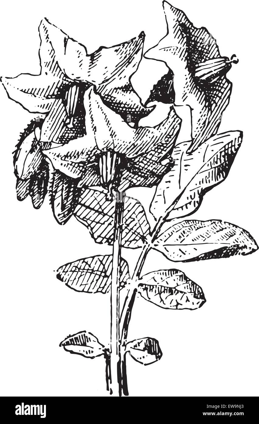 Potato Flower Illustration