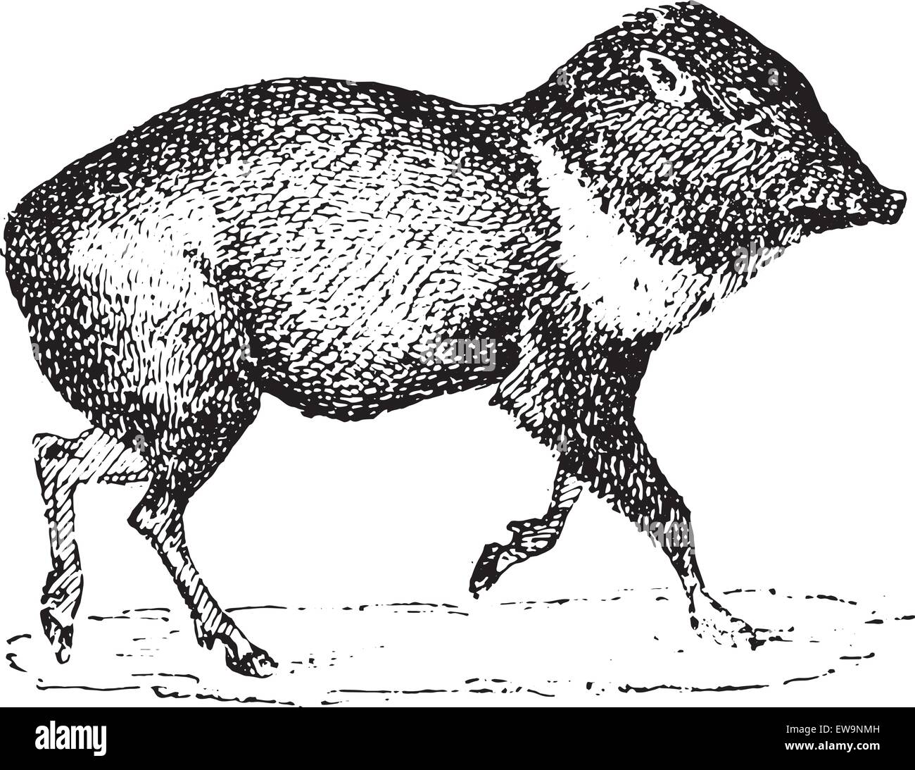 Peccary drawing hi-res stock photography and images - Alamy