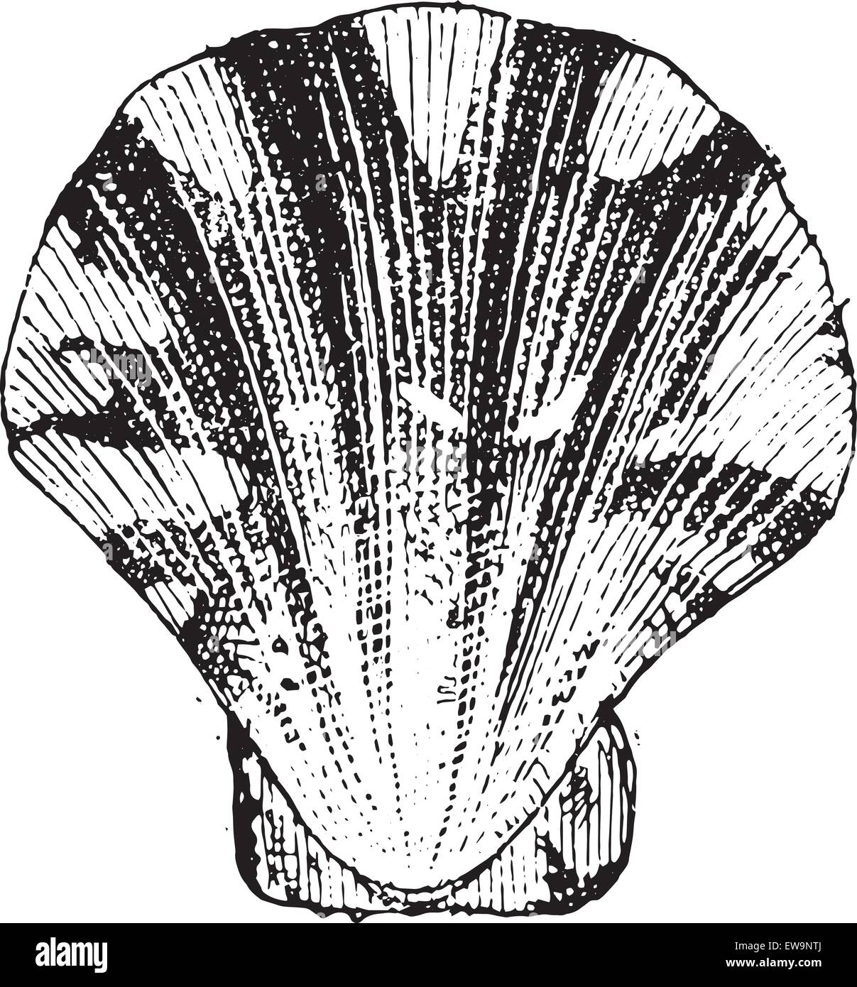 Pecten species Stock Vector Images - Alamy