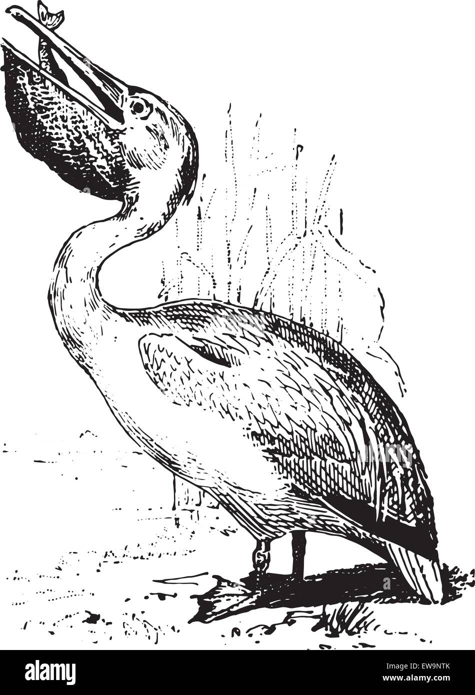 Old pelican Stock Vector Images - Alamy