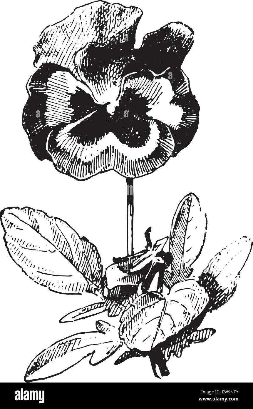 Pansy antique hi-res stock photography and images - Alamy