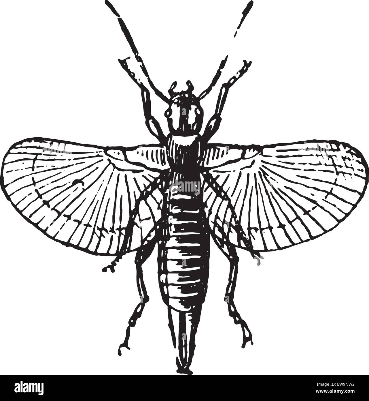 Earwig or Forficula auricularia, vintage engraved illustration ...