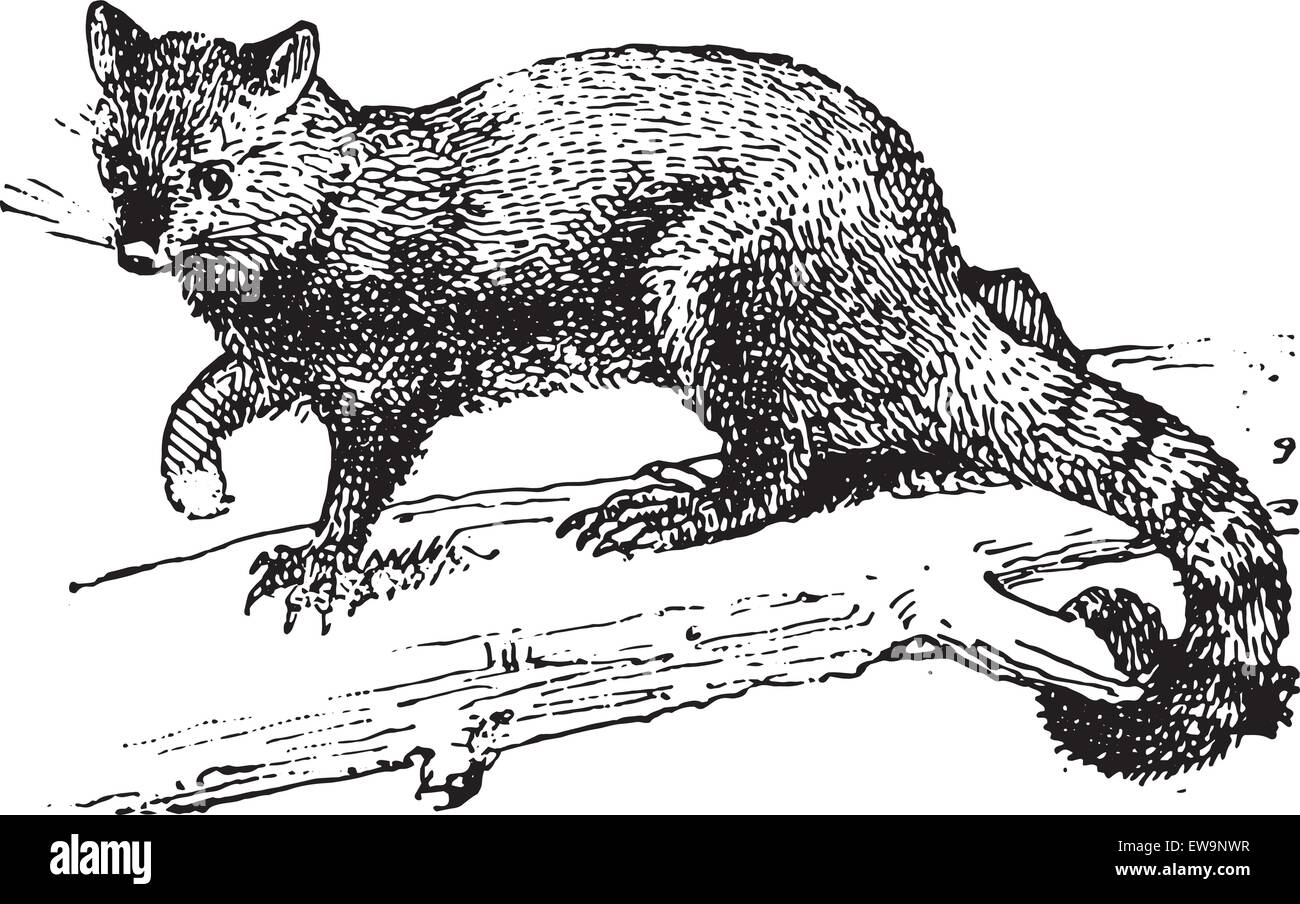 Old possum Stock Vector Images - Alamy