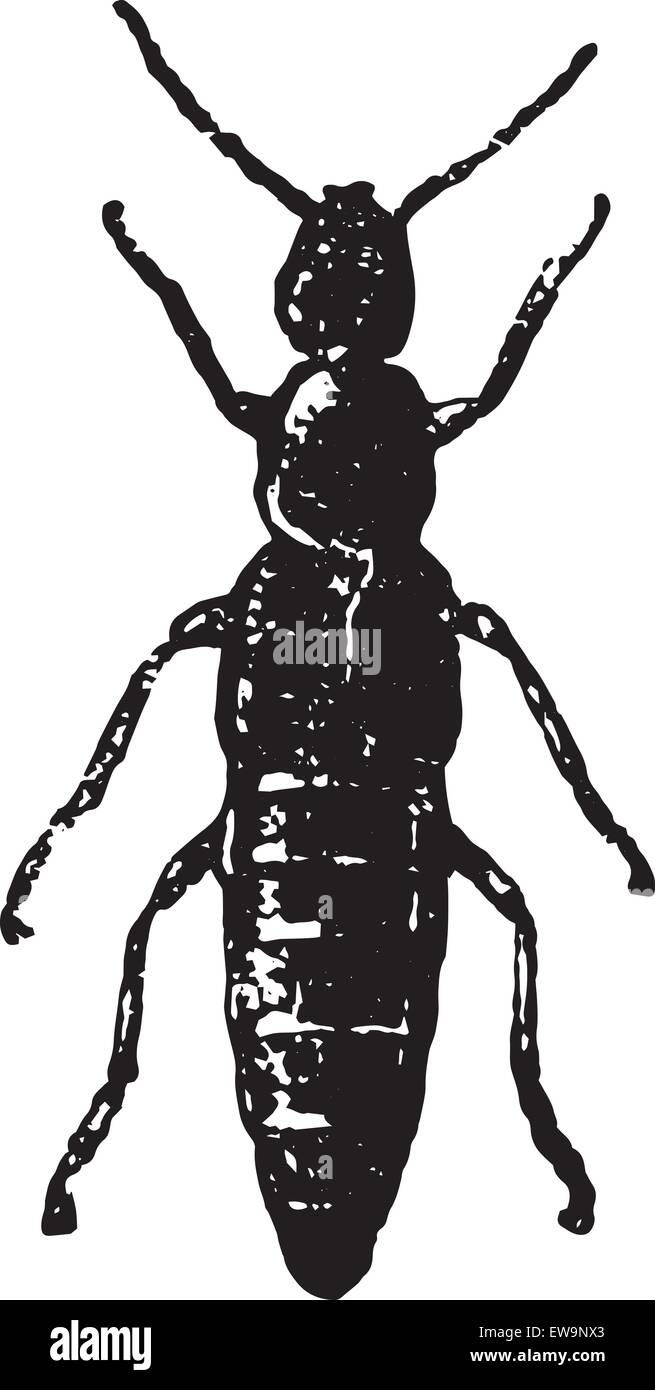 Rove beetle vector hi-res stock photography and images - Alamy