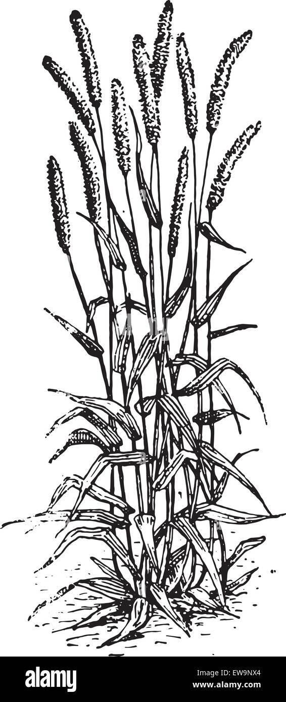 Timothy-grass or Phleum pratense or Timothy or Meadow cat's-tail or ...