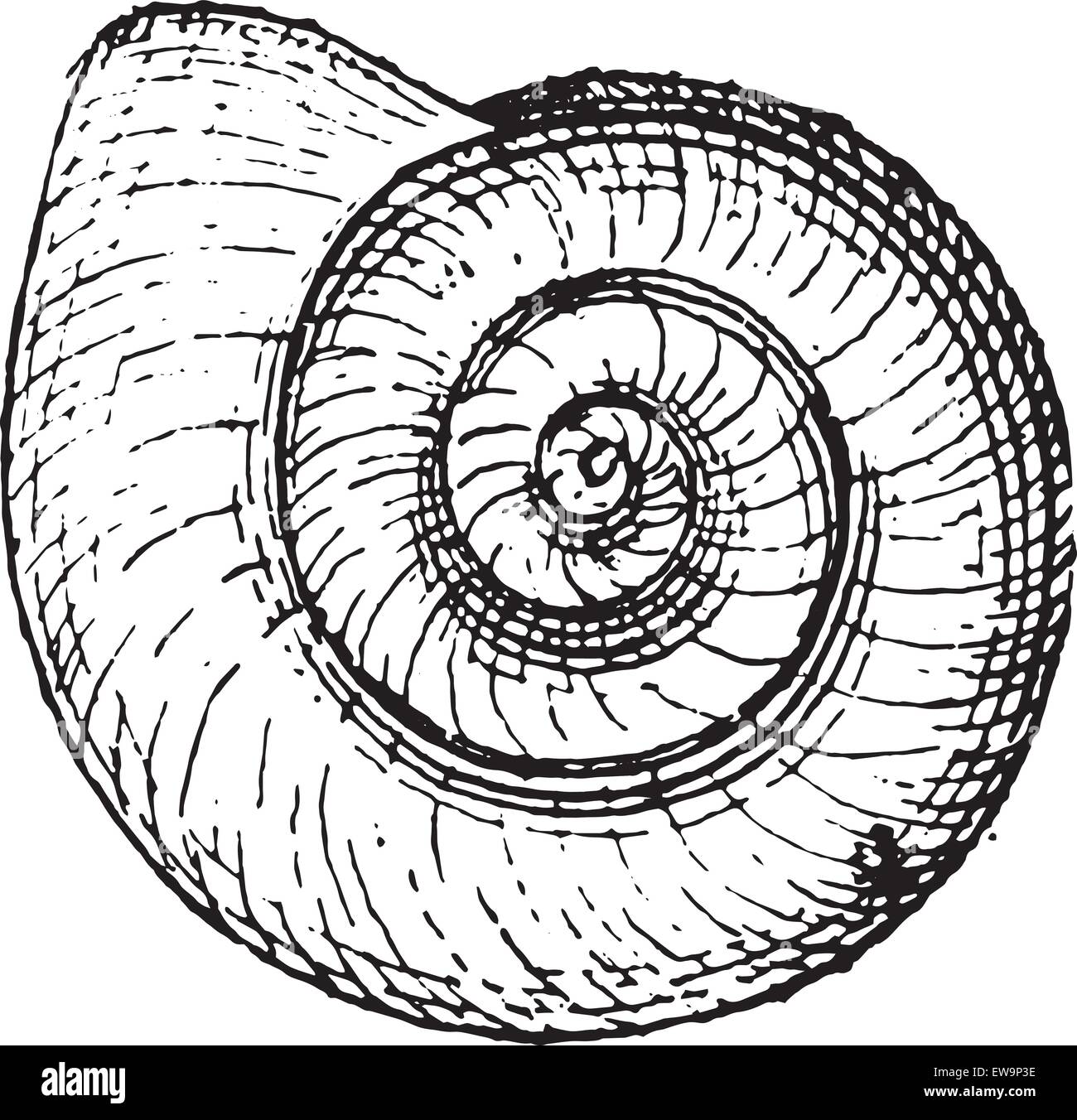 Planorbis shell Stock Vector Images - Alamy