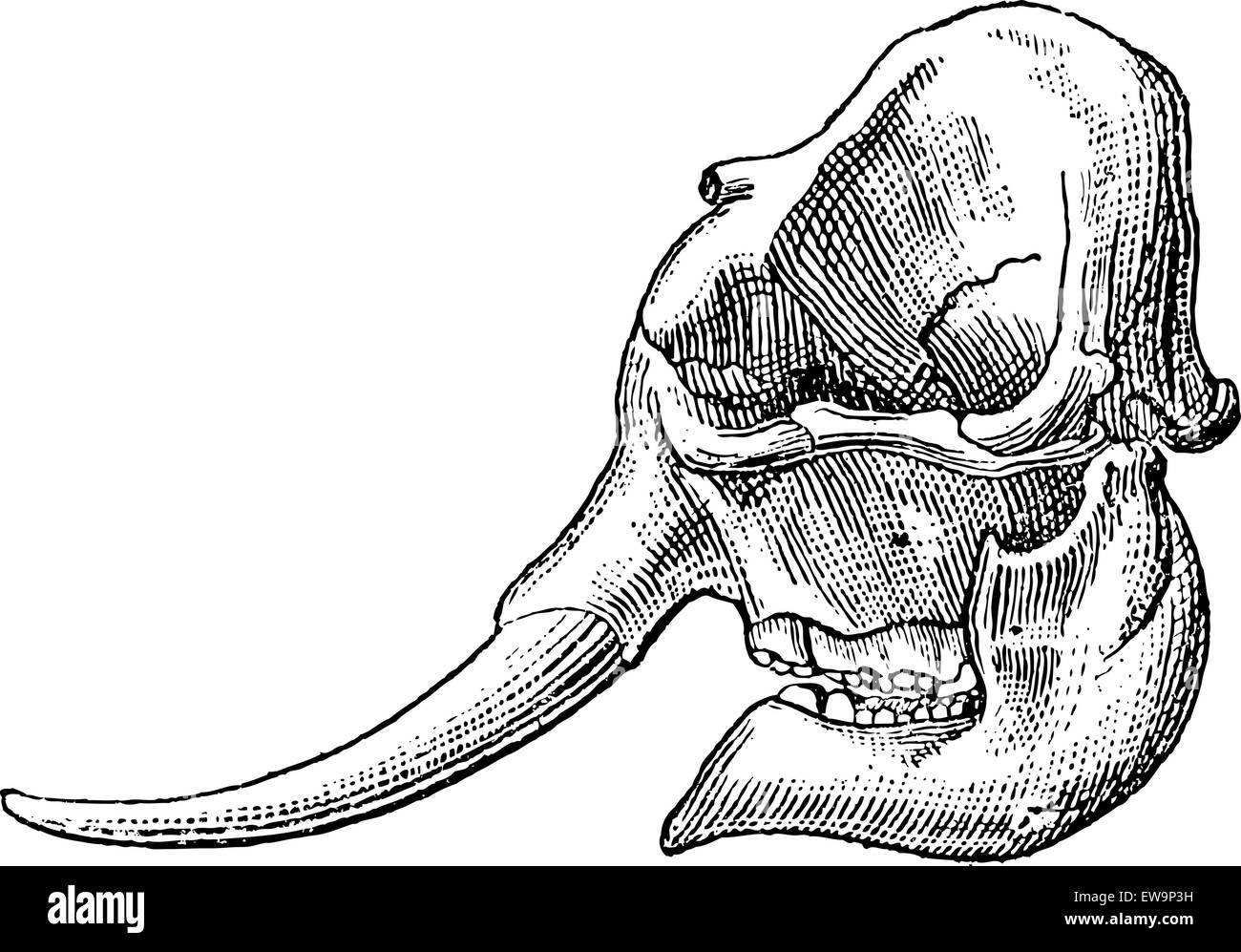 Ivory, elephant tusk, vintage engraved illustration. Dictionary of ...