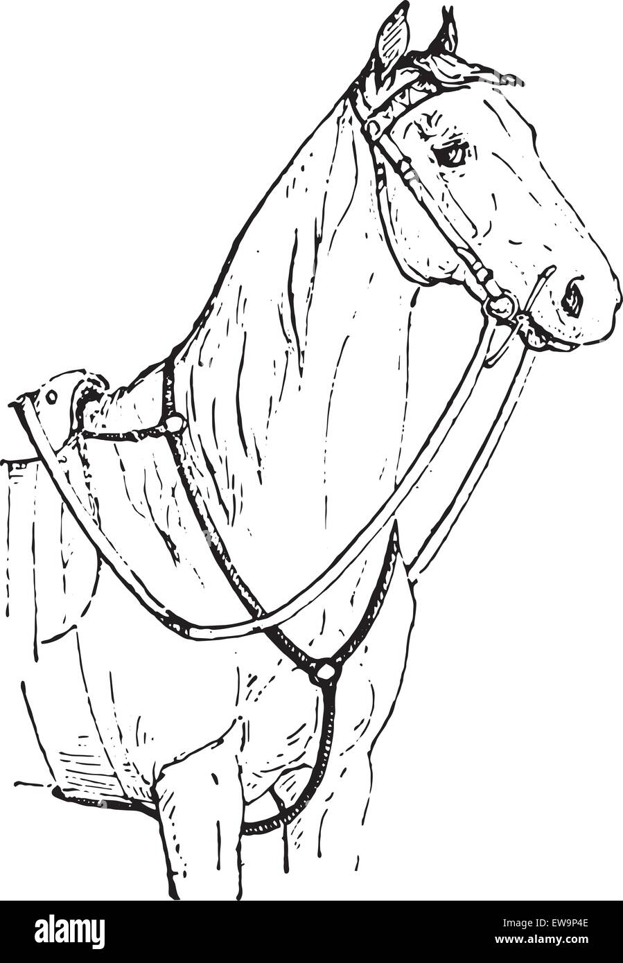 Head chest Stock Vector Images - Alamy