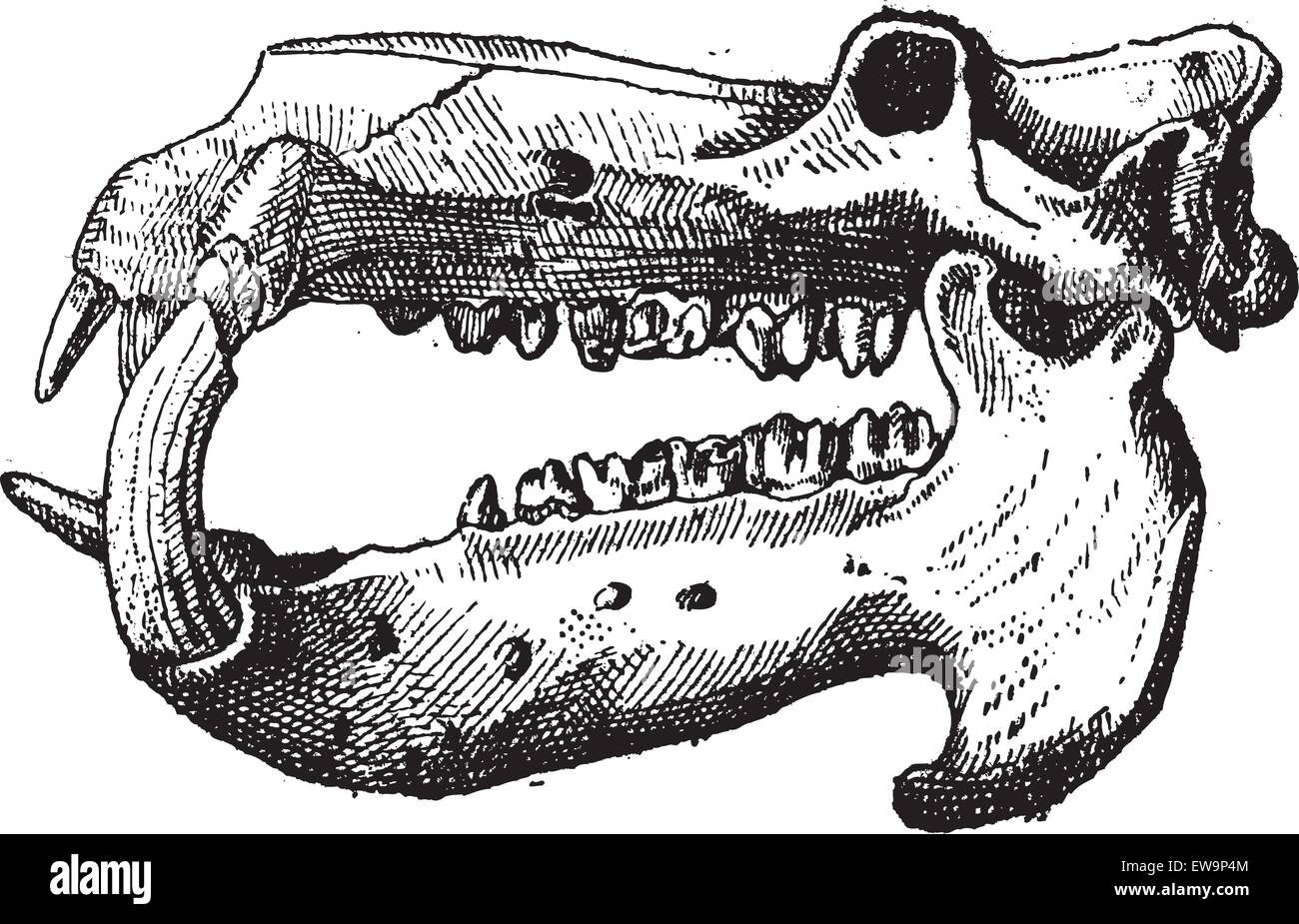 Hippopotamus skeleton hi-res stock photography and images - Alamy
