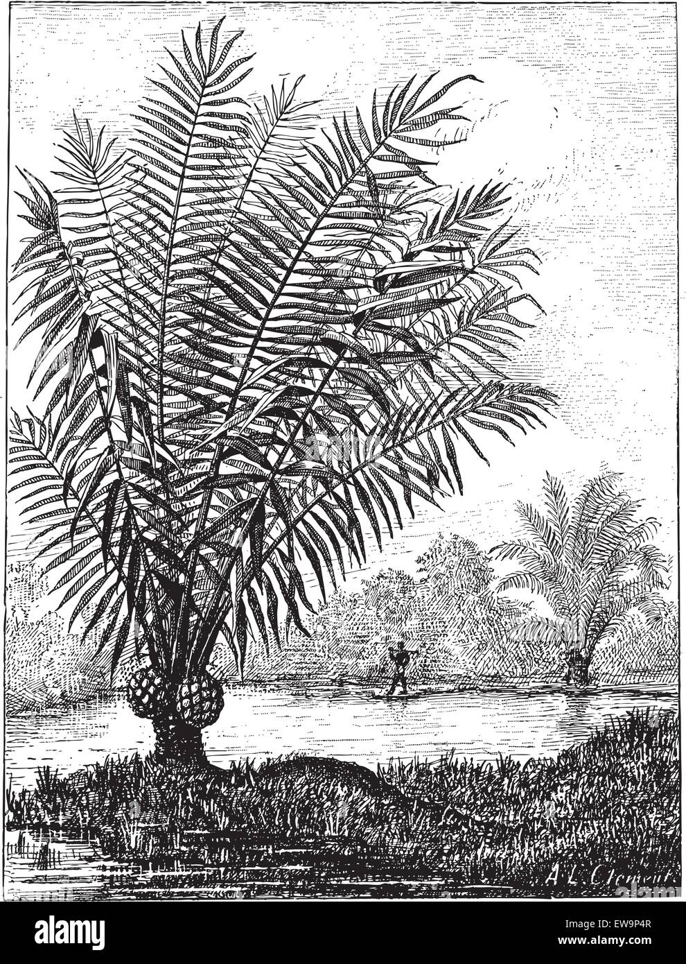 Ivory tree (Phytelephas macrocarpa), vintage engraved illustration ...