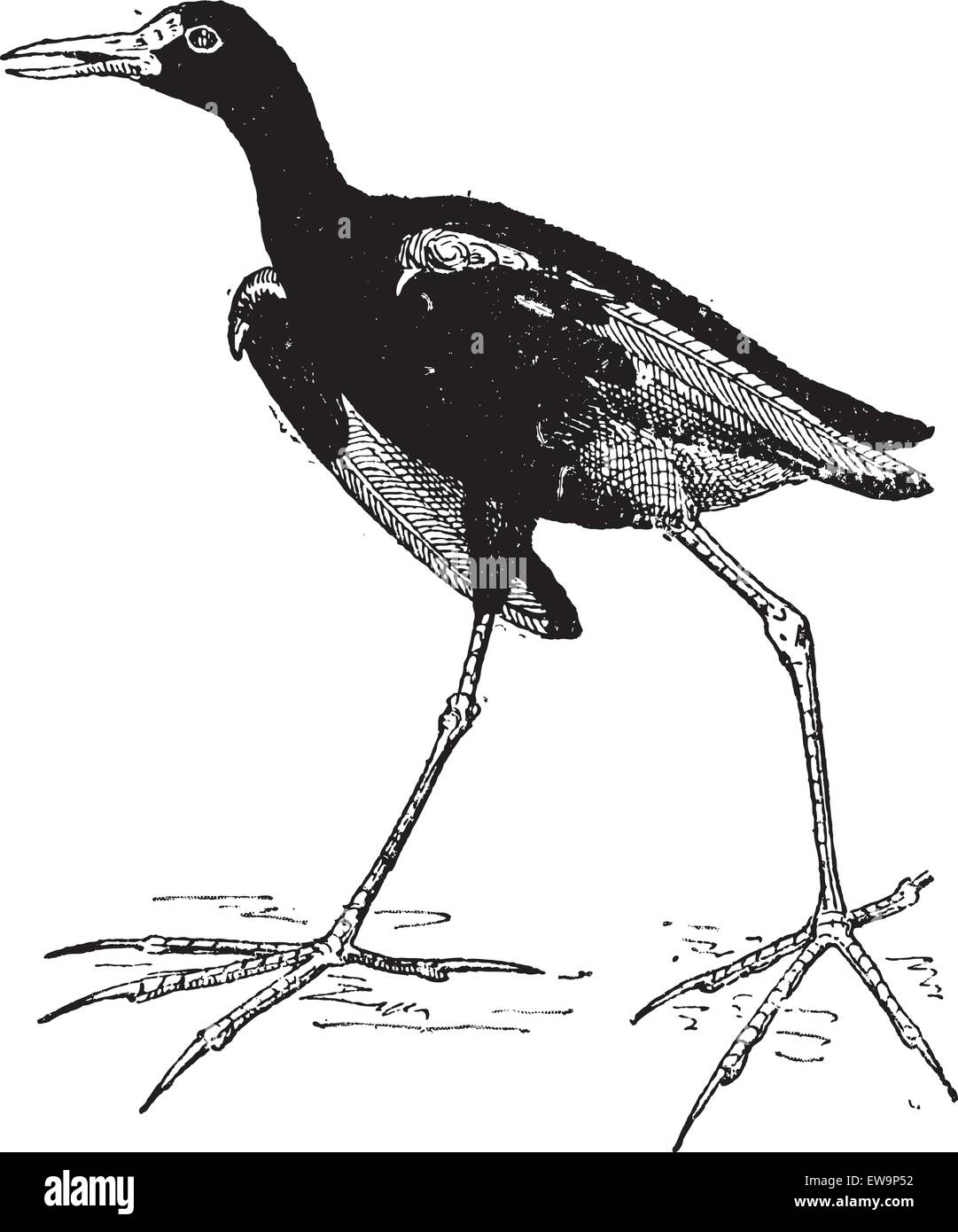 Jacana Stock Vector Images - Alamy